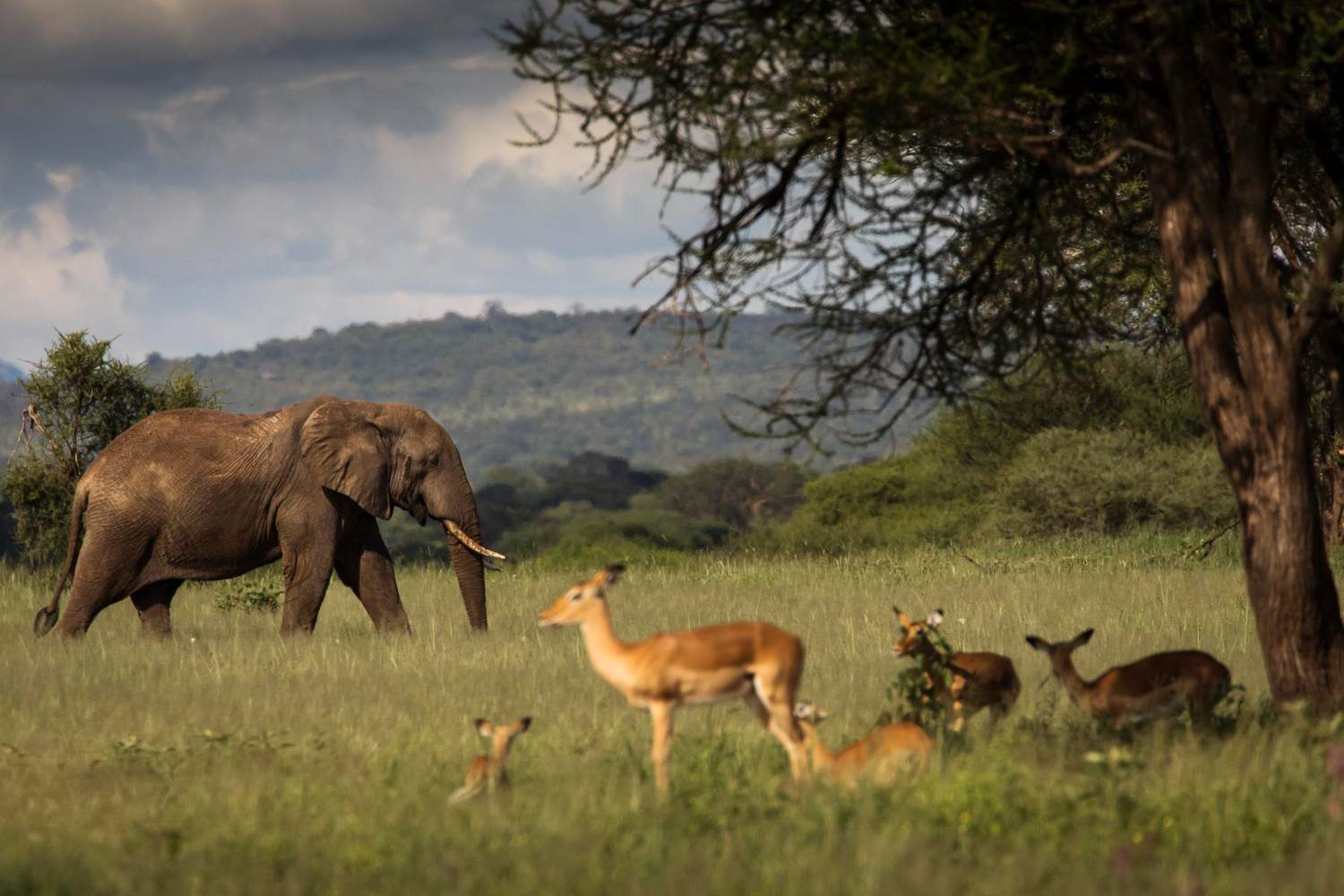 4 Days Tanzania Mid-Range Safari | Mid-range Safari Tanzania